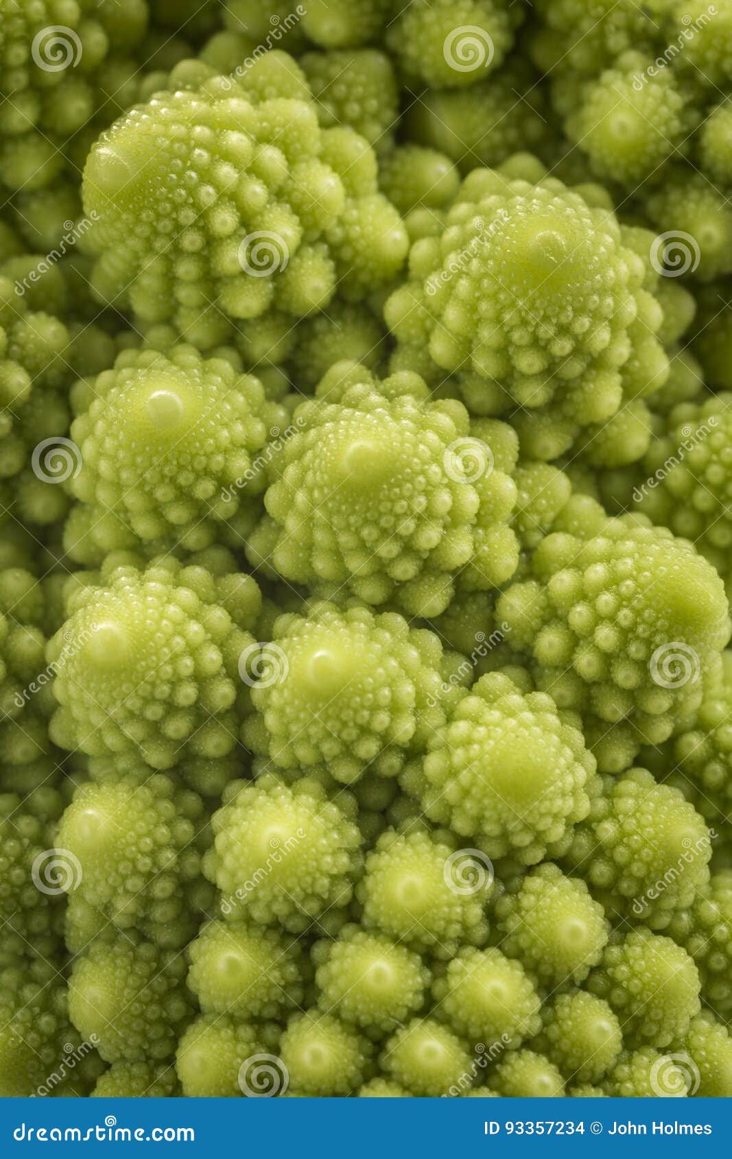 Romanesco Florets in a Logarithmic Spiral Stock Photo - Image of mini ...