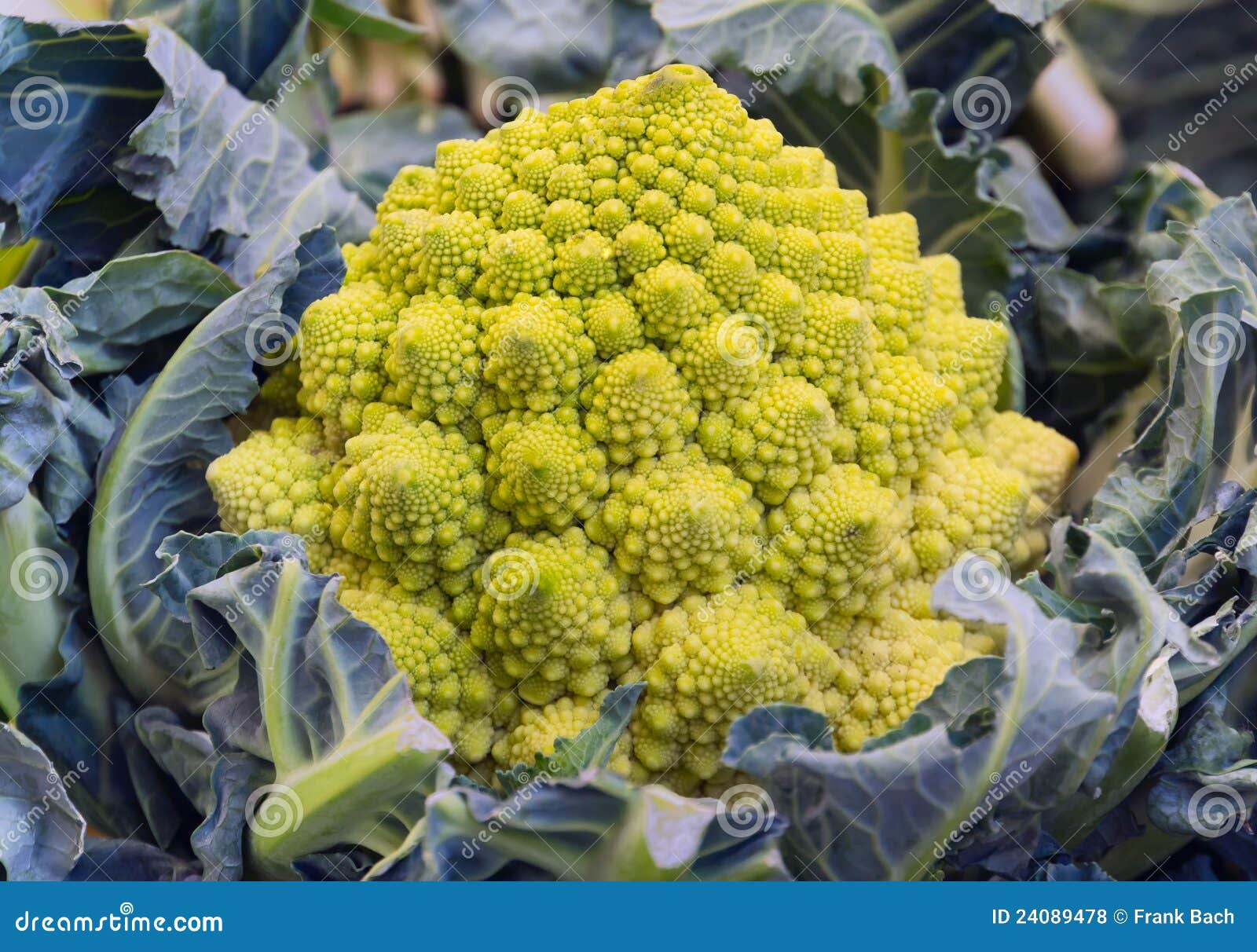 Romanesco Green Broccoli Cabbage Stock Photo - Image of plant, brussels ...