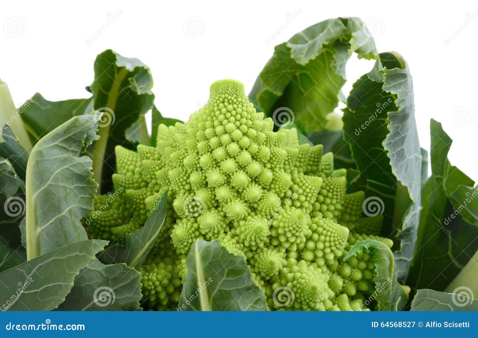 Romanesque cauliflower stock image. Image of broccoli - 64568527