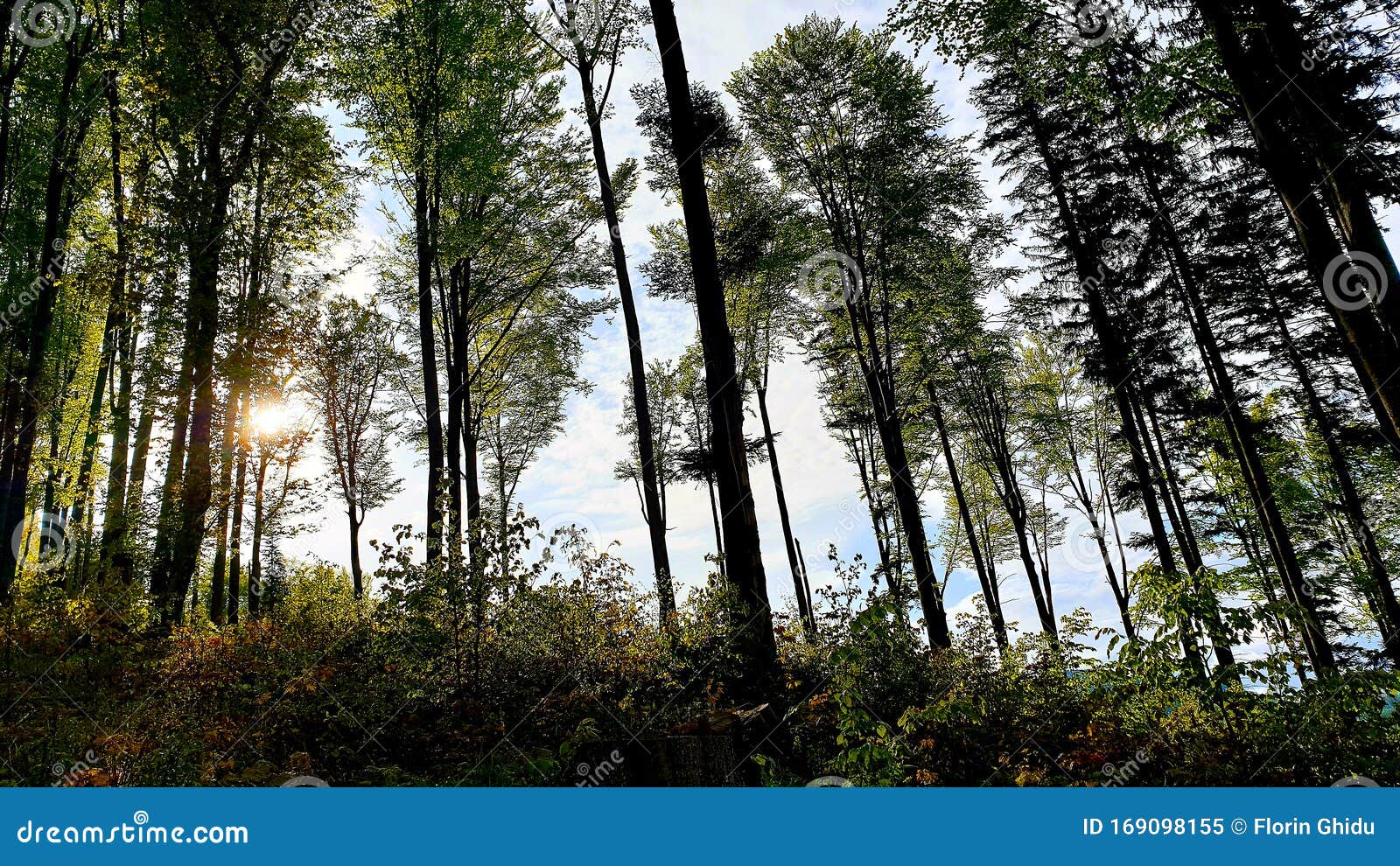 Romania , Nemira Mountains, Spring Forest. Stock Image - Image of ...