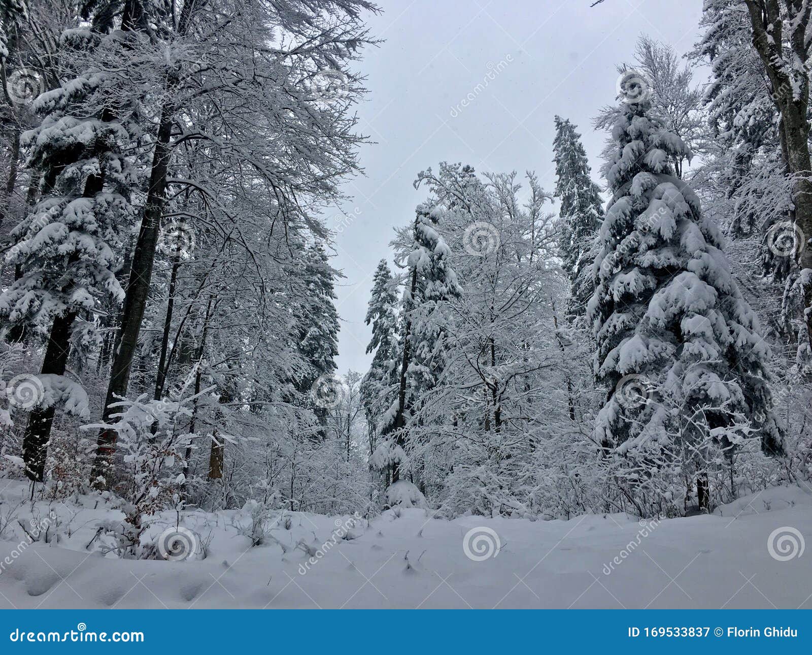 Romania, Postavaru Mountains, Wolf Meadow. Stock Image - Image of ...