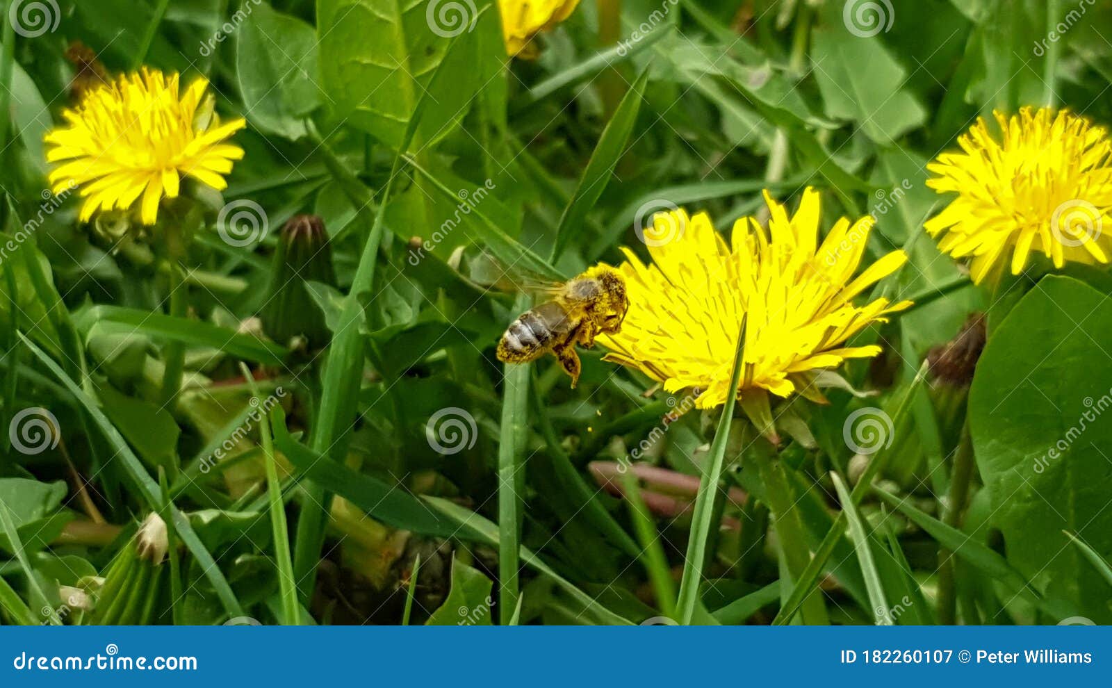 Romanian Bee closeup stock image. Image of brasov, colletidae - 182260107