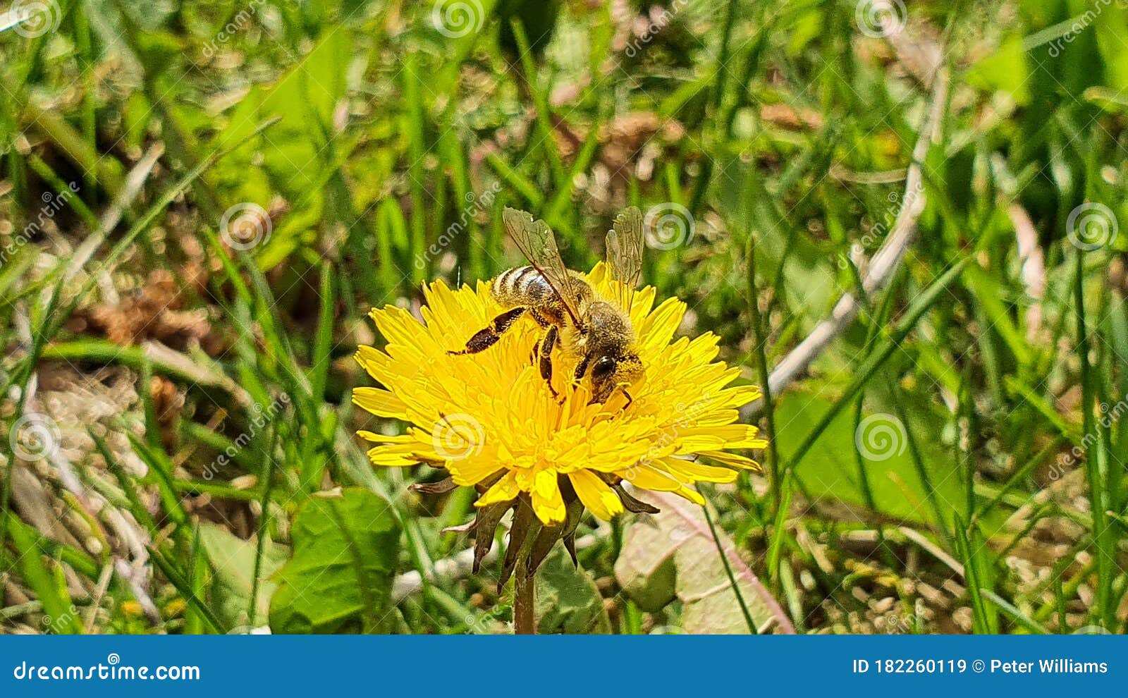 Romanian Bee closeup stock image. Image of bees, insecticide - 182260119