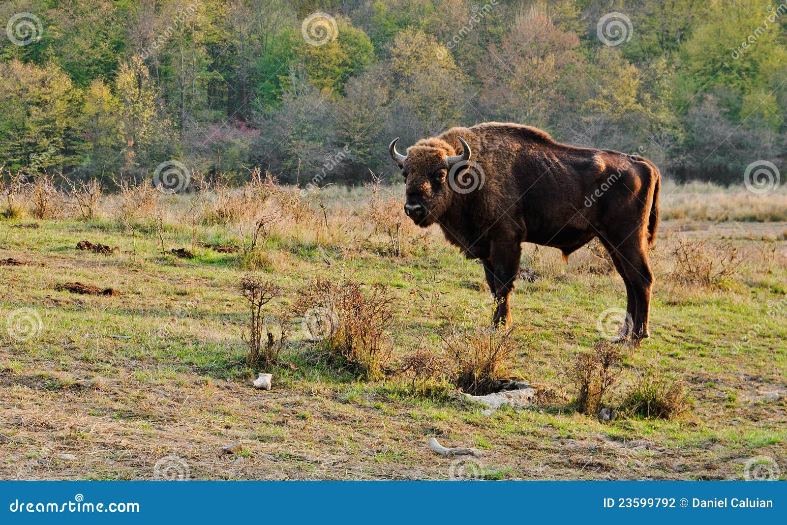 Romanian Buffalo stock photo. Image of beard, brown, wildlife - 23599792