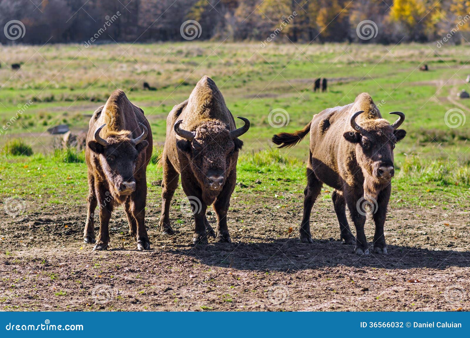 Romanian buffalo stock photo. Image of beard, autumn - 36566032