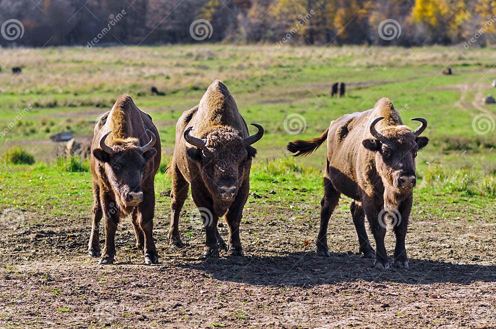 Romanian buffalo stock photo. Image of beard, autumn - 36566032