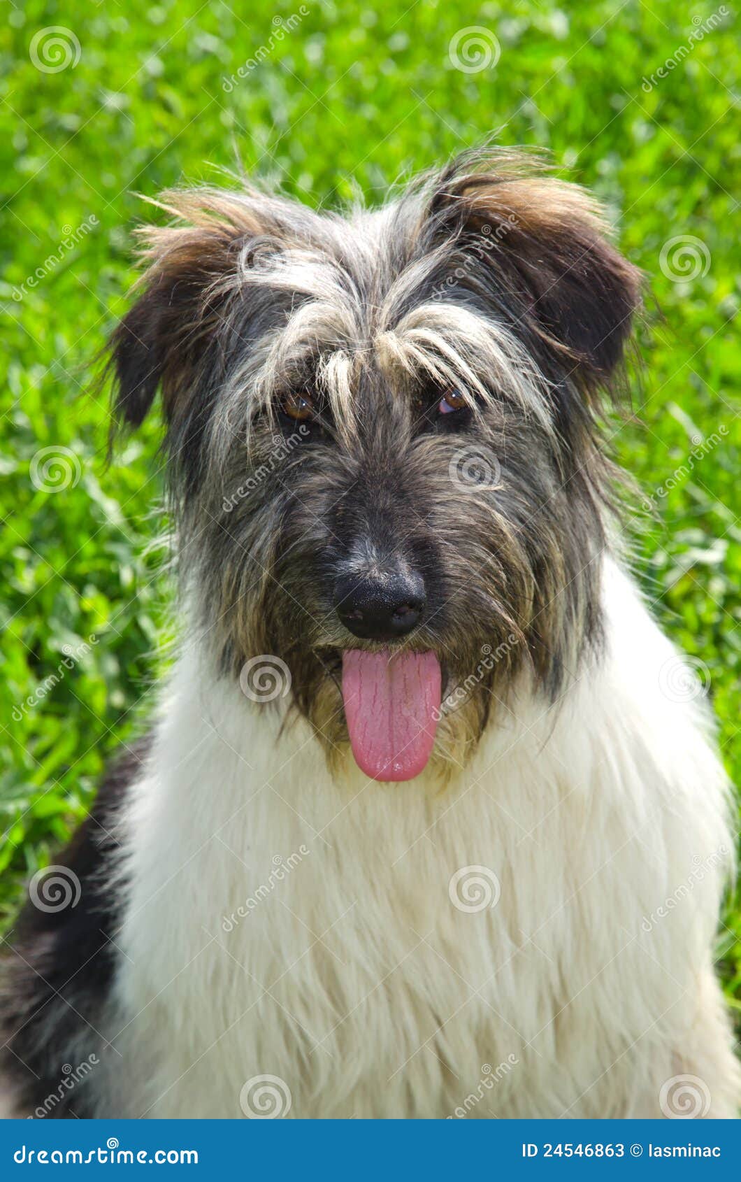 Romanian Carpathian Shepherd Dog Stock Image - Image of young, grass ...