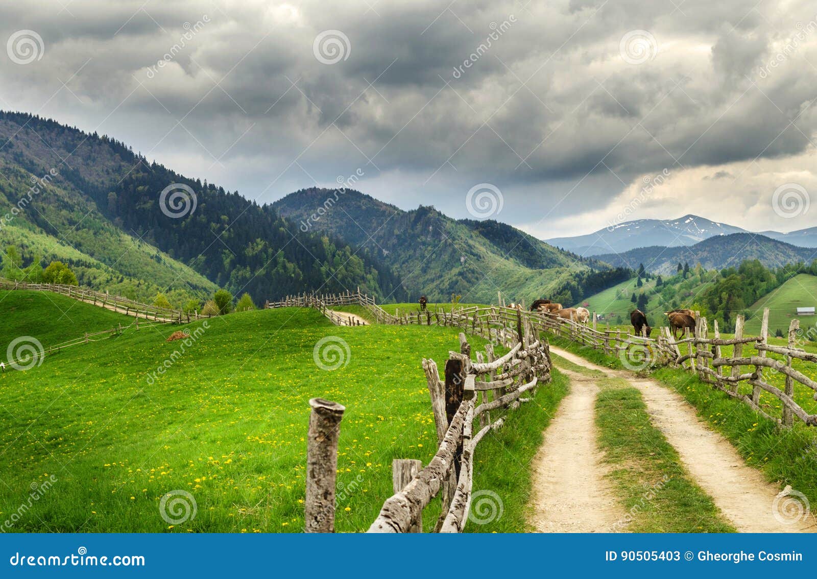 Romanian Landscape stock image. Image of flower, honey - 90505403