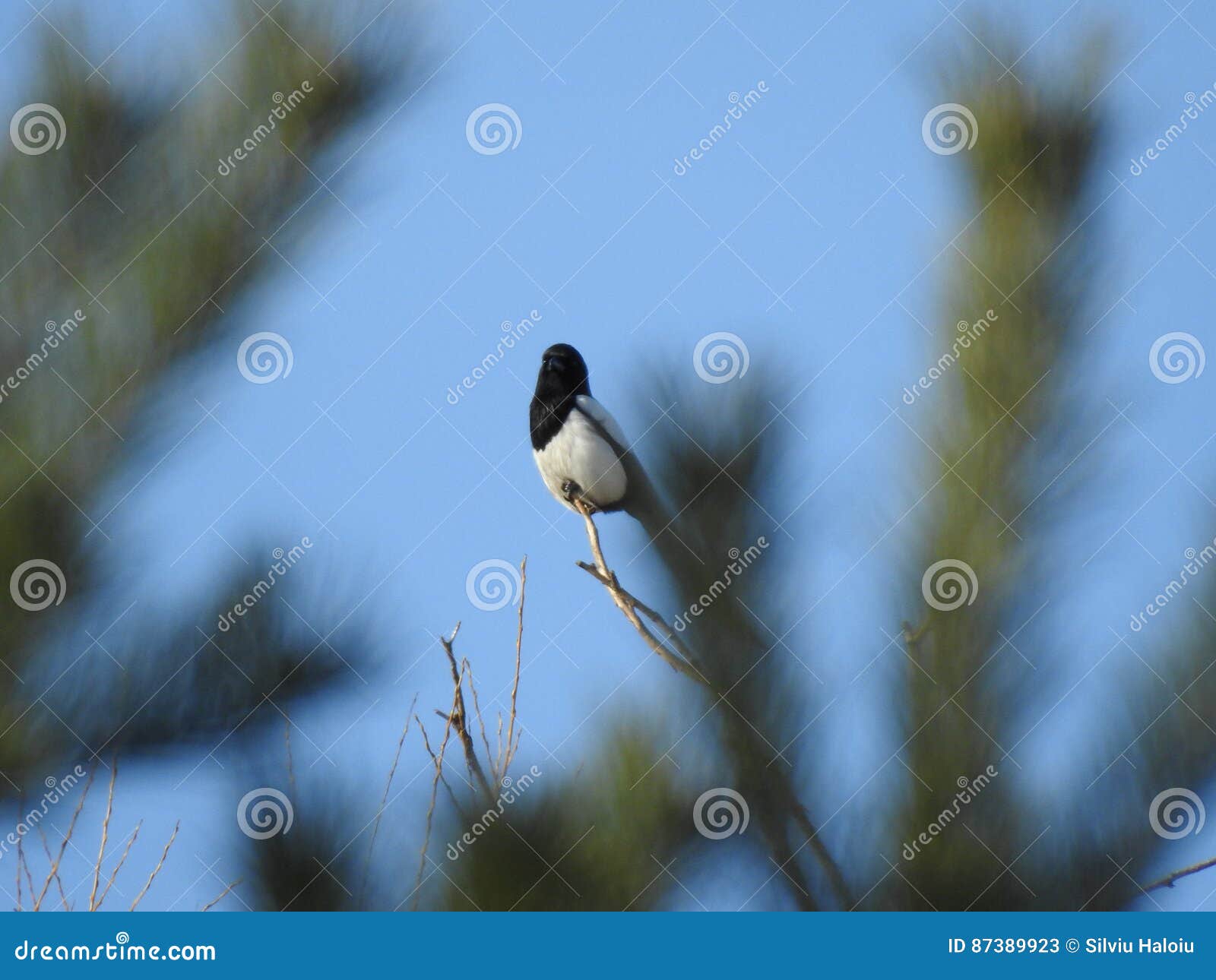 Romanian Magpie Front-profile Stock Image - Image of bird, cotofana ...