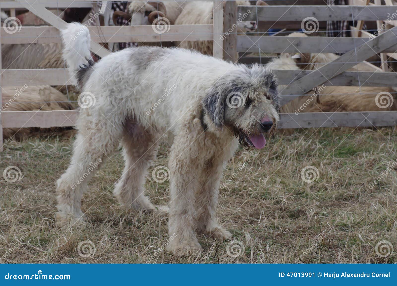 Romanian Mioritic Shepherd Dog Stock Image - Image of mountain ...