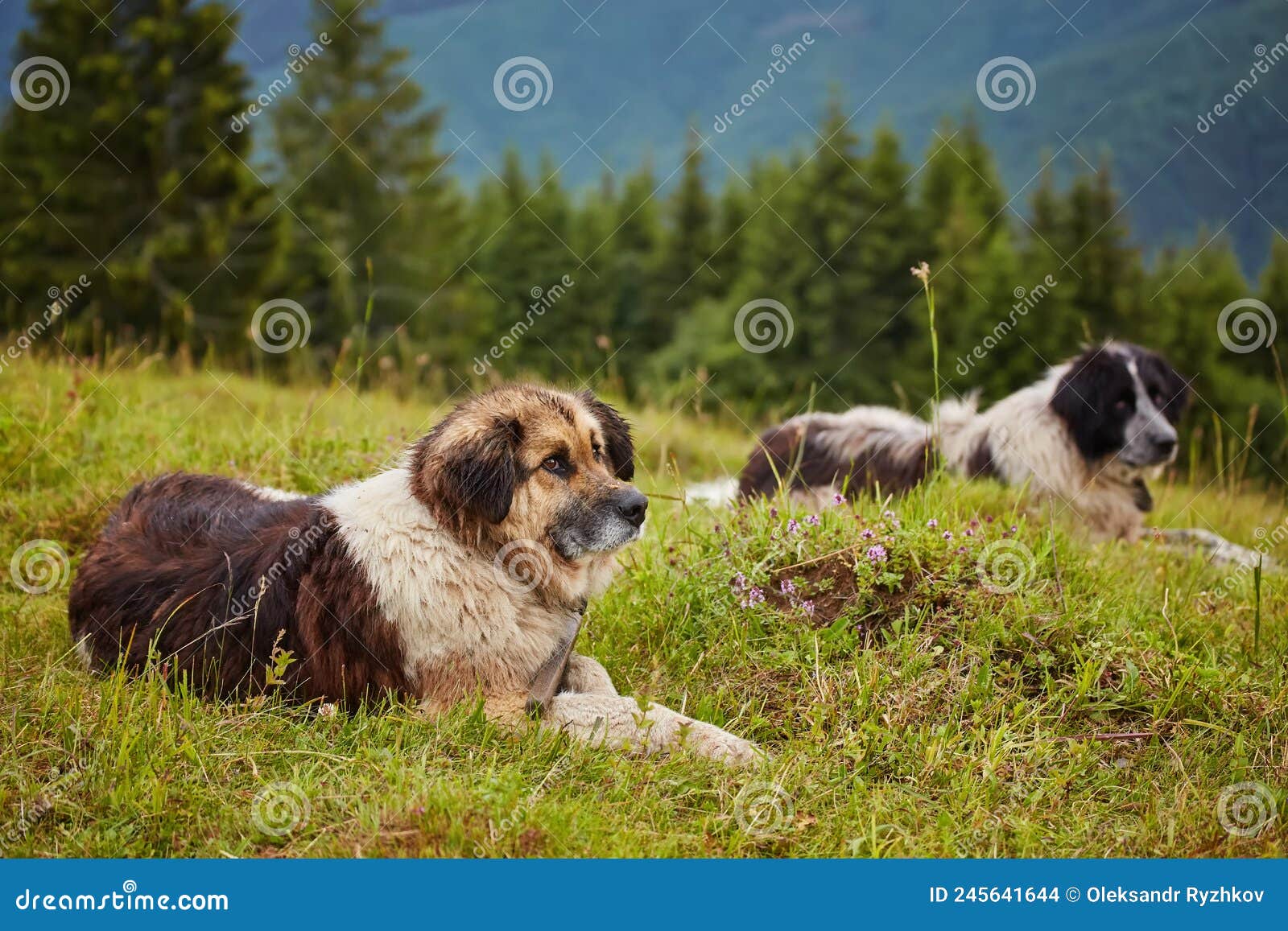 Are Romanian Raven Shepherd Dog Aggressive