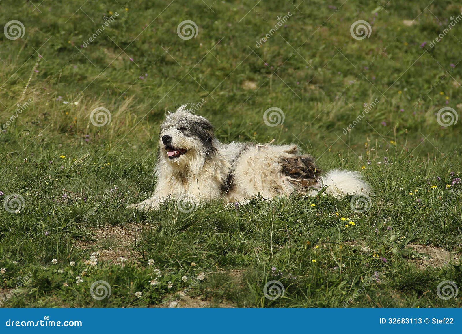 Romanian Mioritic Shepherd Dog Stock Image - Image of pets, green: 32683113