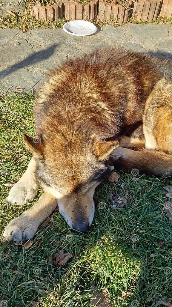 Romanian Mountain Wolf stock photo. Image of mountain - 81840458