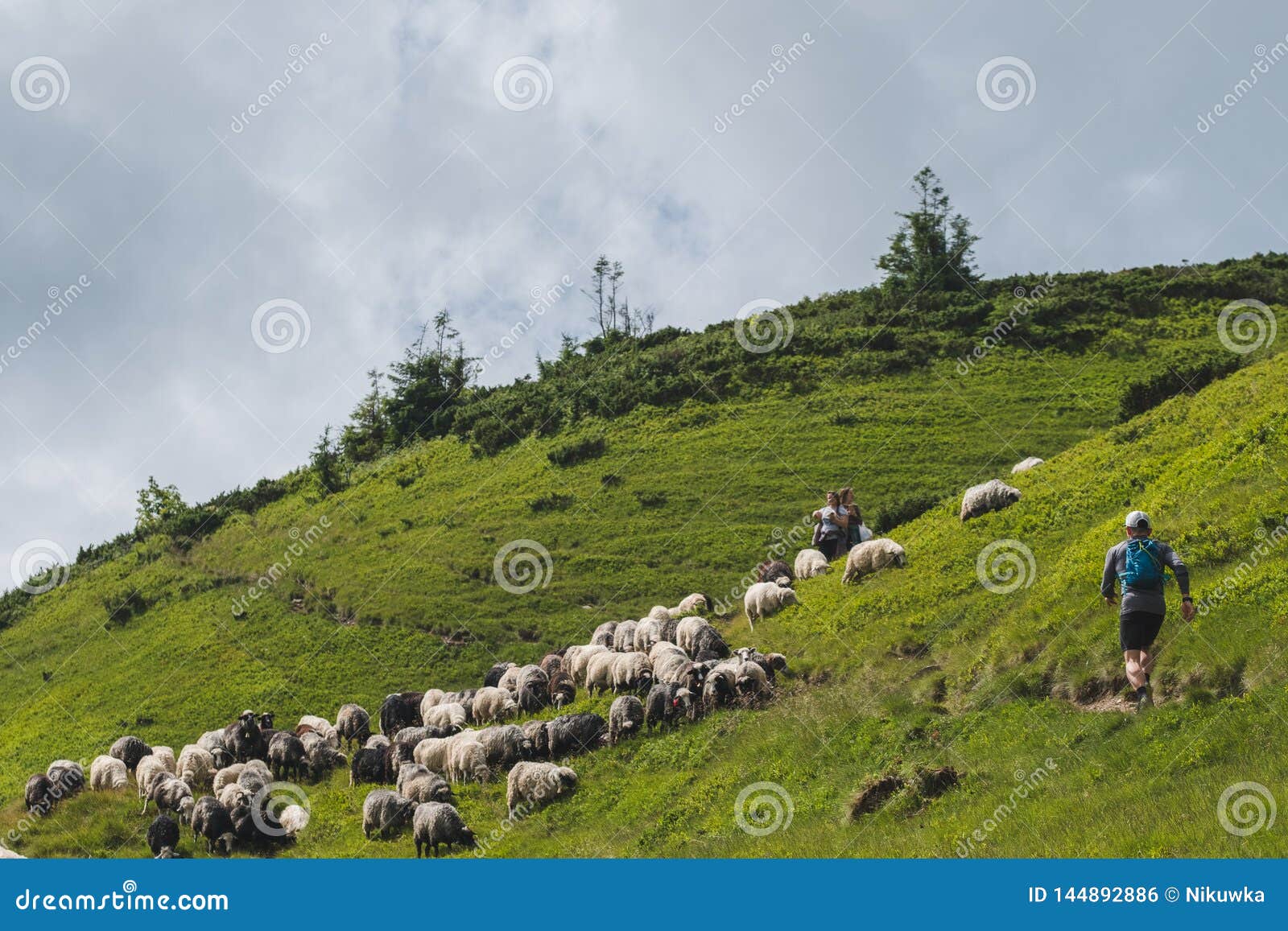 Romanian sheep husbandry editorial photo. Image of land - 144892886