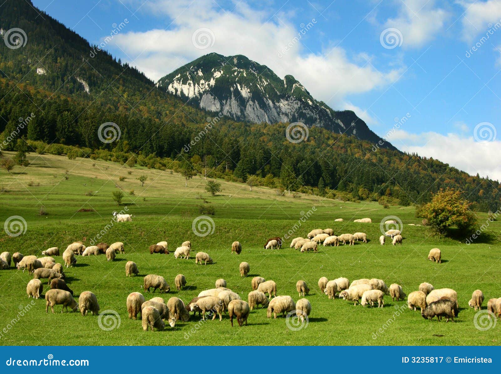 Romanian Sheep Husbandry, Carpathian Mountains Stock Image - Image of ...