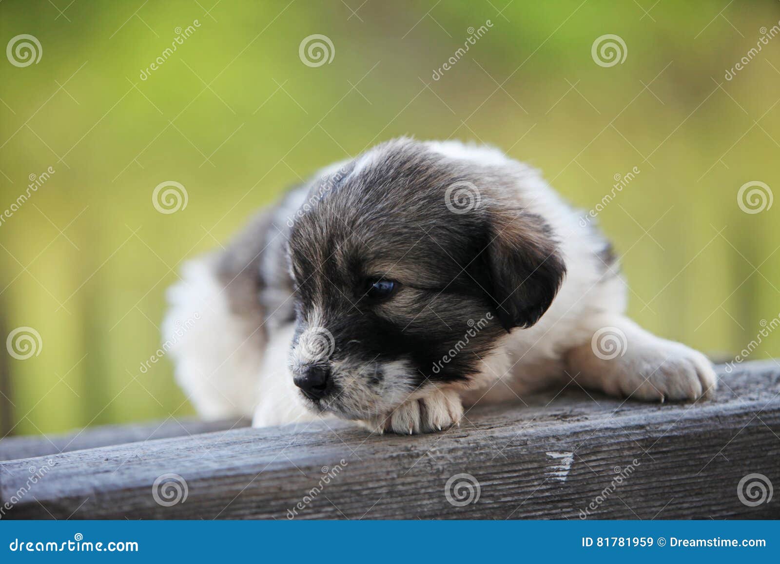 Romanian shepherd cub stock image. Image of puppy, shepherd - 81781959