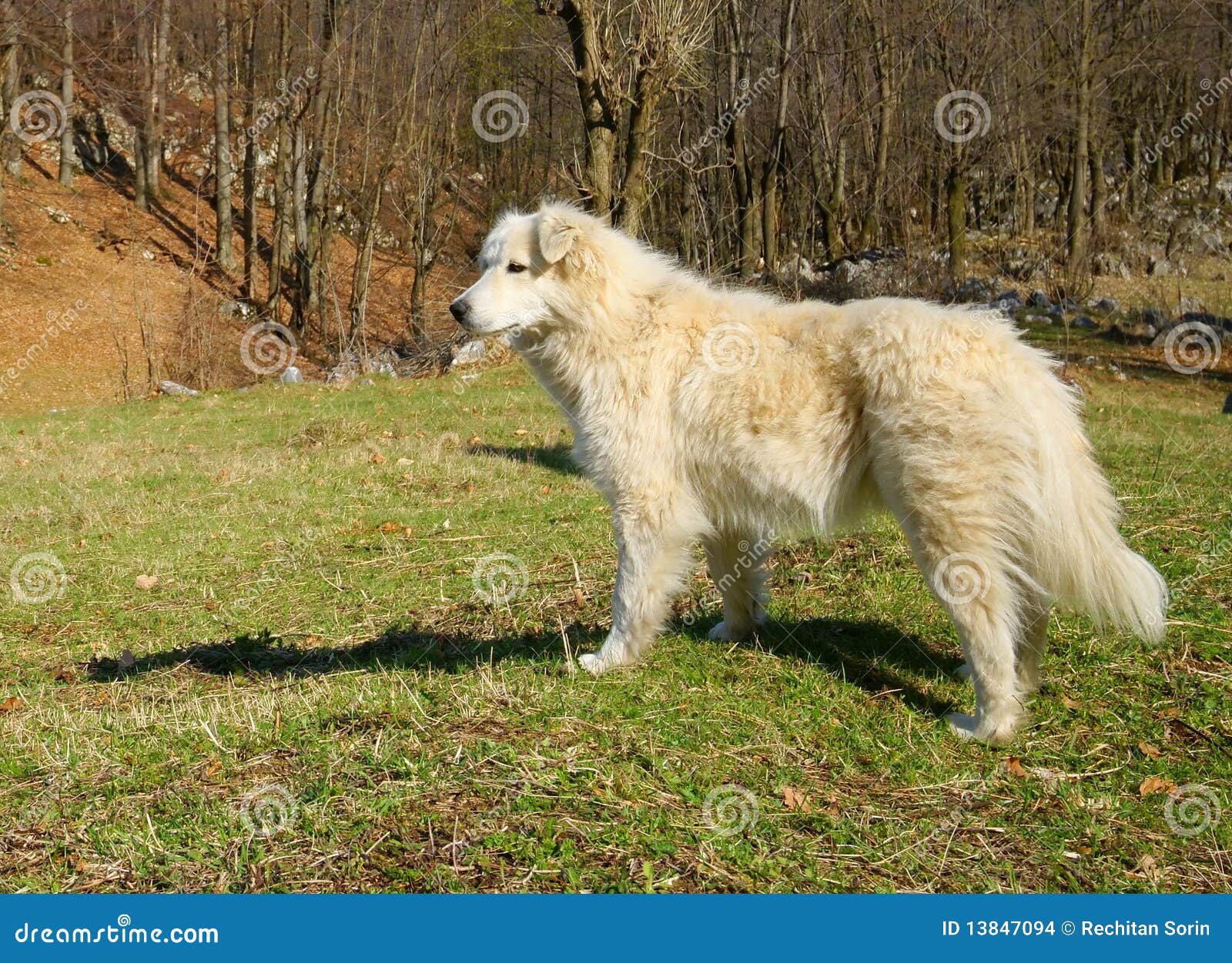 Romanian shepherd dog stock photo. Image of mountain - 13847094