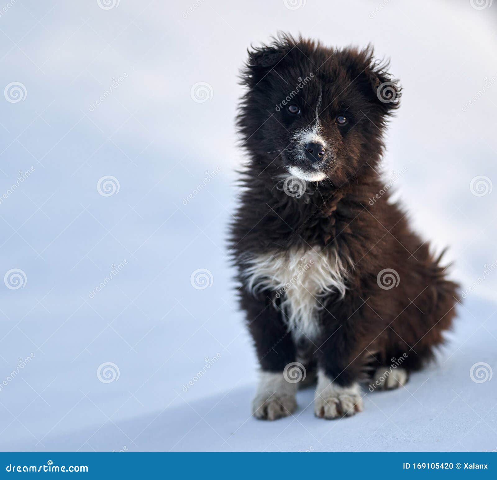 Romanian shepherd dog cub stock photo. Image of romanian - 169105420