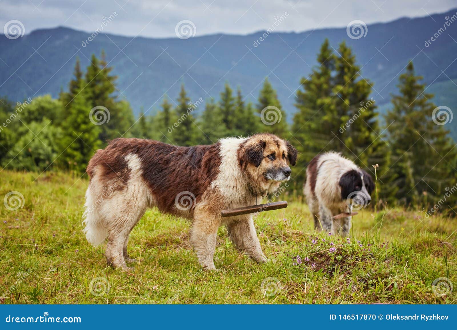 Romanian shepherd dog stock photo. Image of head, field - 146517870
