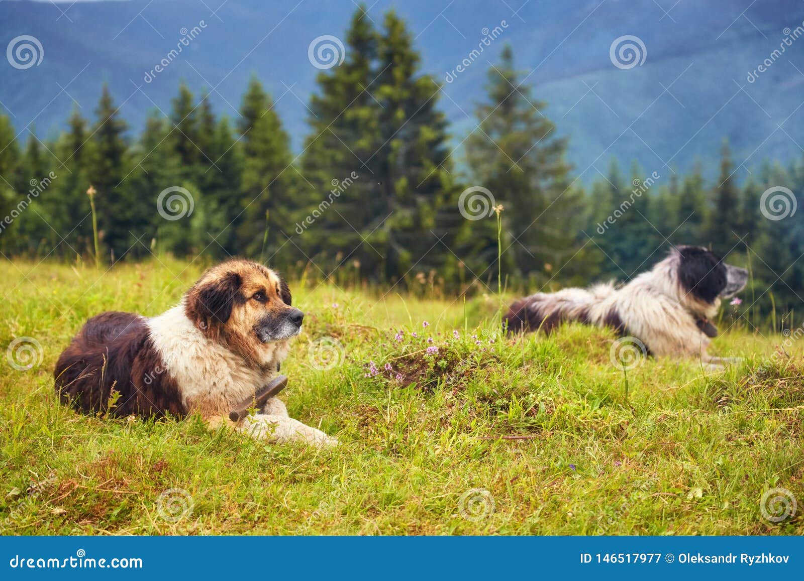Romanian shepherd dog stock image. Image of mioritic - 146517977