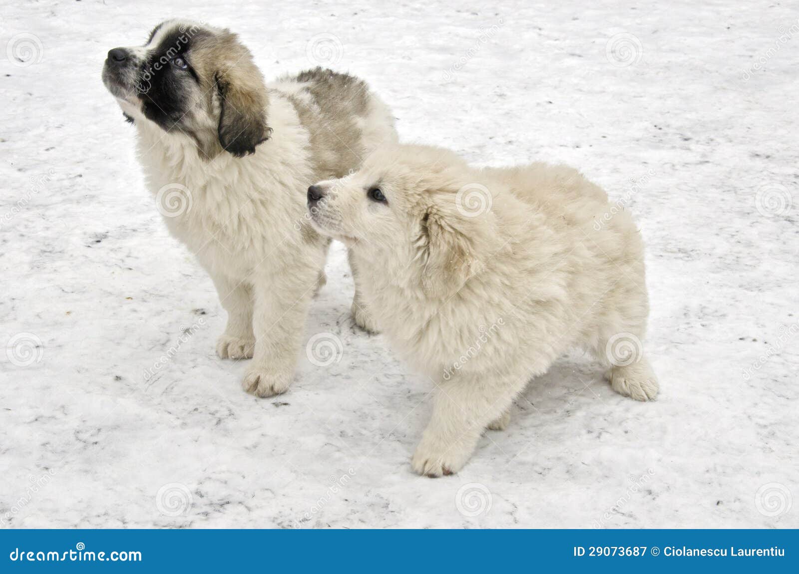 Romanian Shepherd Puppies Picture. Image: 29073687