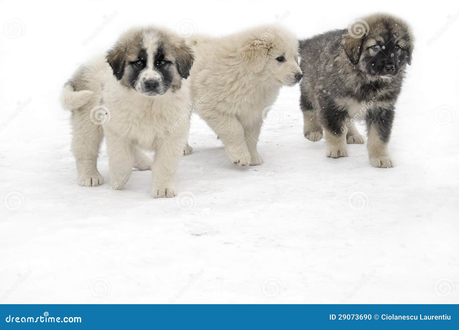 Romanian shepherd puppies stock photo. Image of small - 29073690