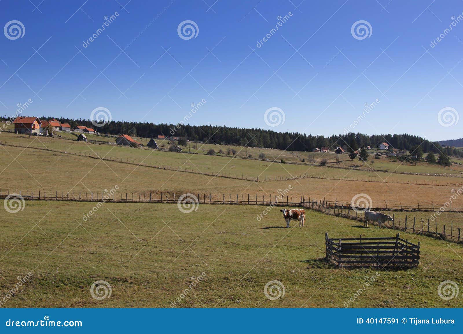 Romanija immagine stock. Immagine di scena, sfondo, agnello - 40147591