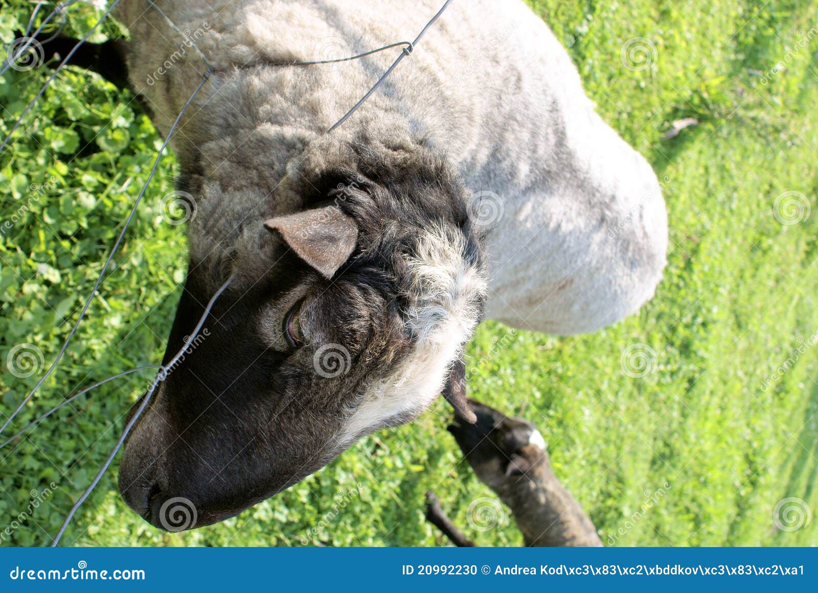 Romanov sheep stock photo. Image of breeding, fresh, meadow - 20992230