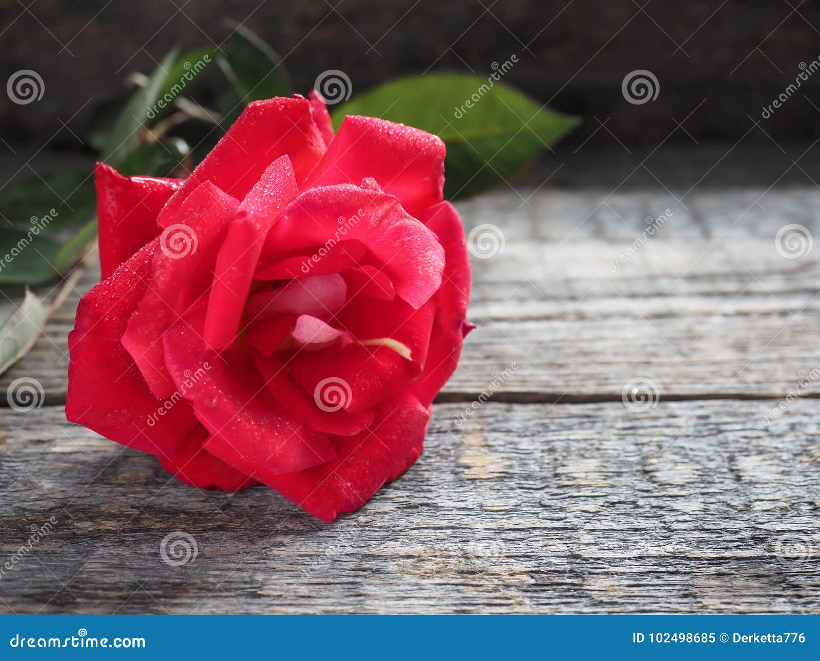 Romantic Background with Red Rose on Wood Table Stock Image - Image of ...
