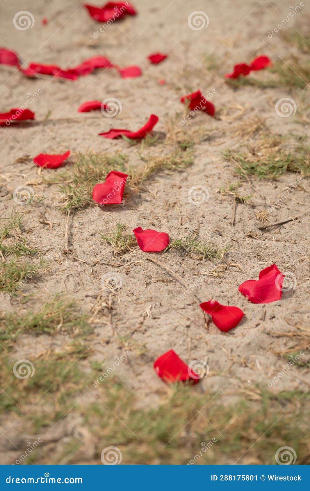 Romantic Beach Proposal with Red Highlights and Decor Featuring Red ...