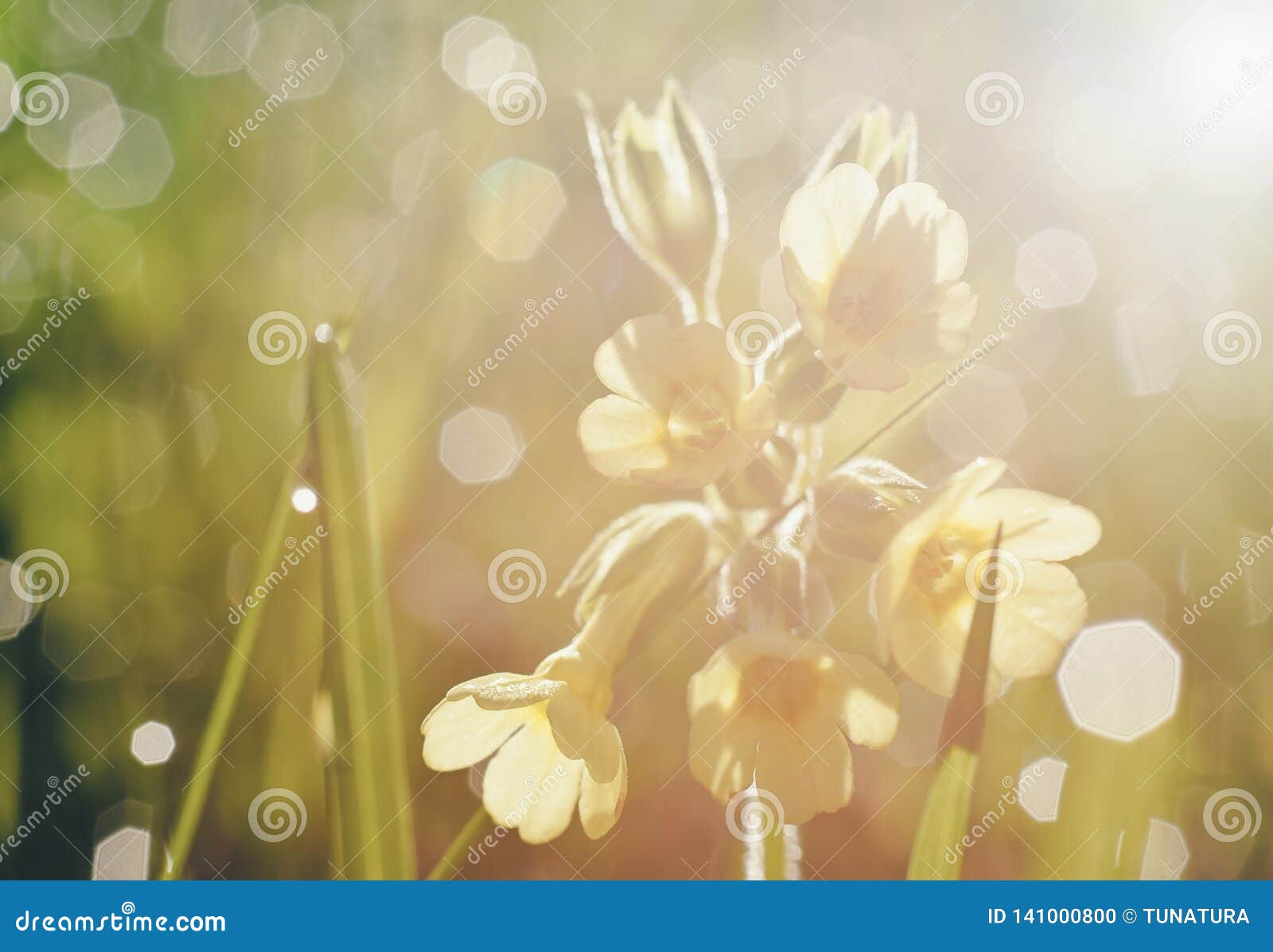 Romantic Blurred Spring Flowers, Primrose, Dew and Morning Light Stock ...