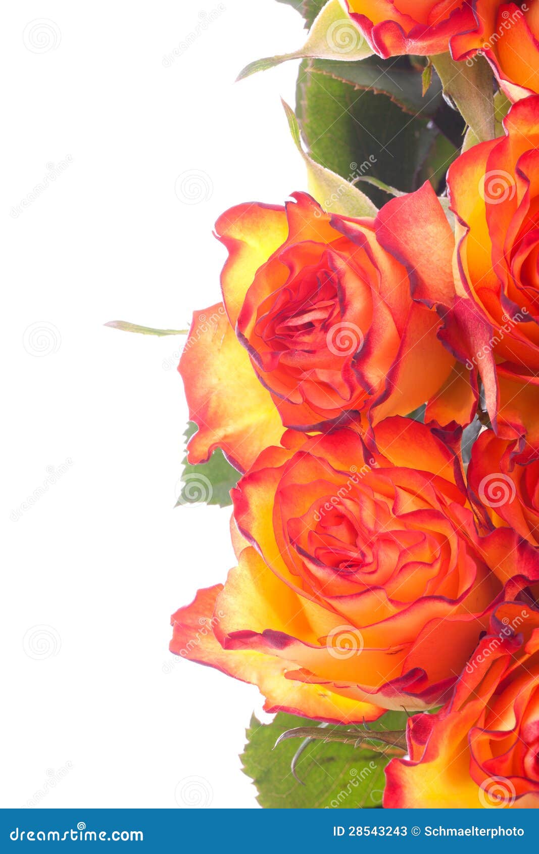 Romantic Bouquet of Orange Roses Stock Image - Image of concept, flavor ...