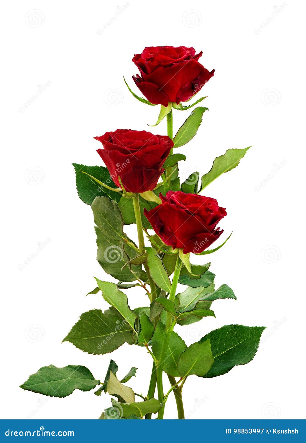 Romantic Bouquet of Three Red Rose Flowers Stock Image - Image of three ...