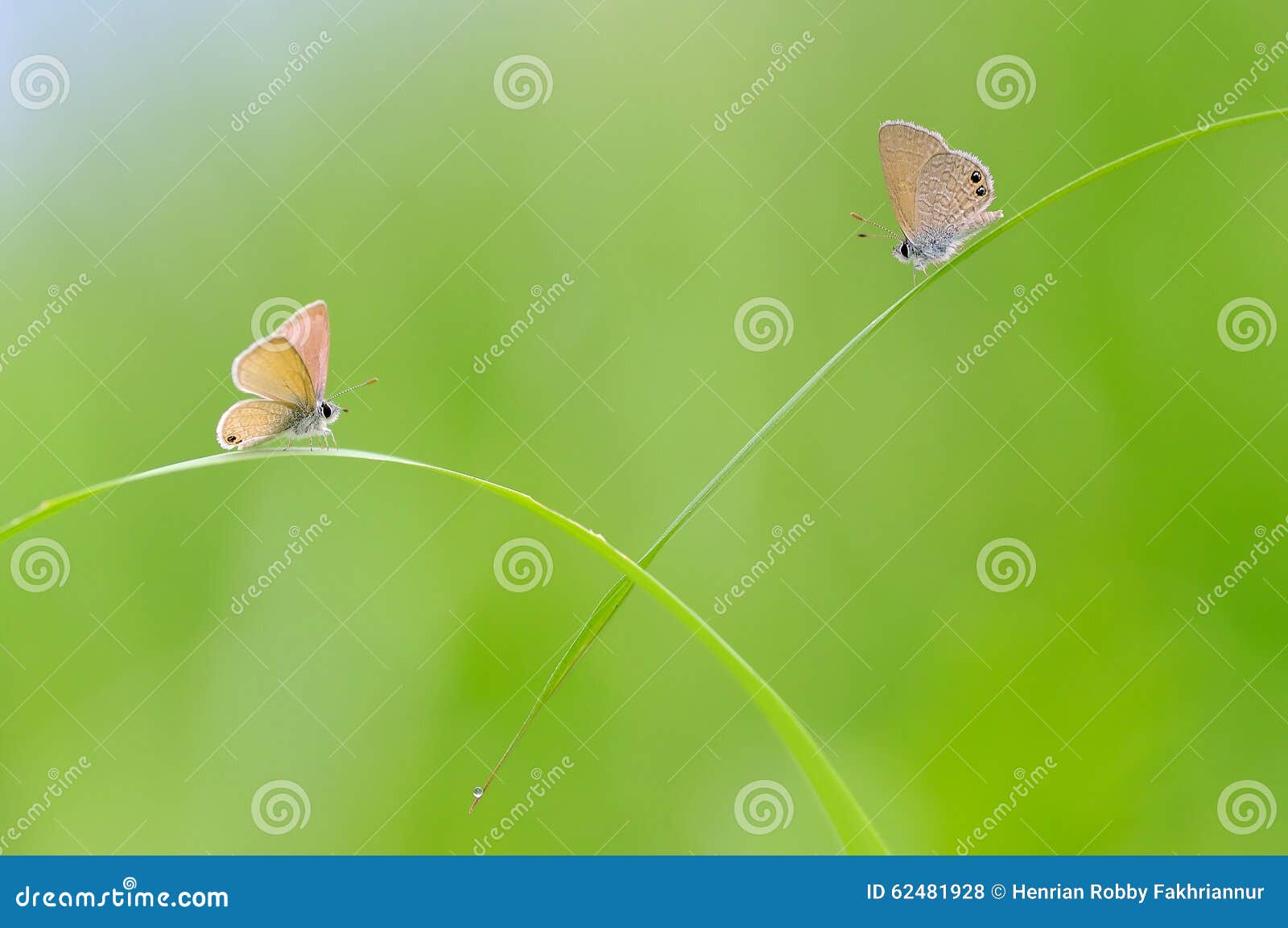 Romantic Butterflies On The Grass With Blurred Background Royalty-Free ...