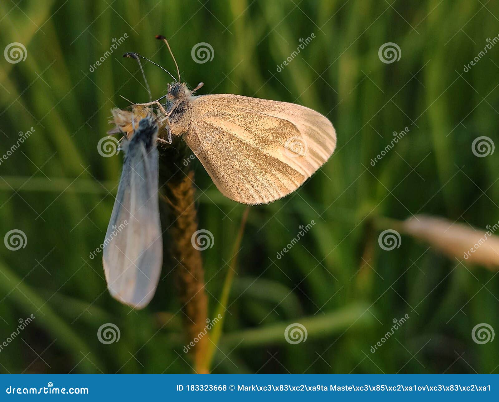 Romantic Butterflies On The Grass With Blurred Background Royalty-Free ...