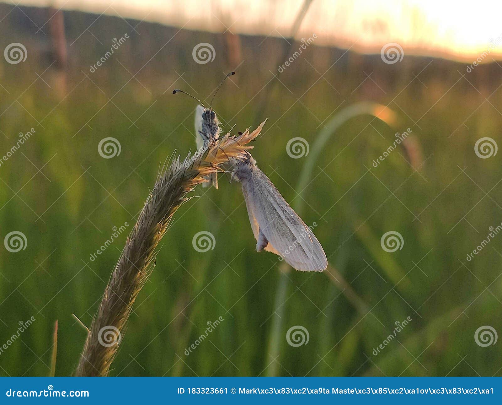 Romantic Butterflies On The Grass With Blurred Background Royalty-Free ...