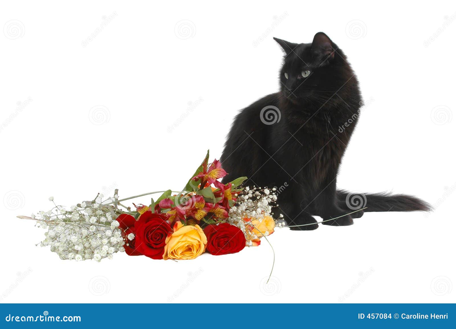 Romantic cat stock photo. Image of rose, valentine, heart - 457084