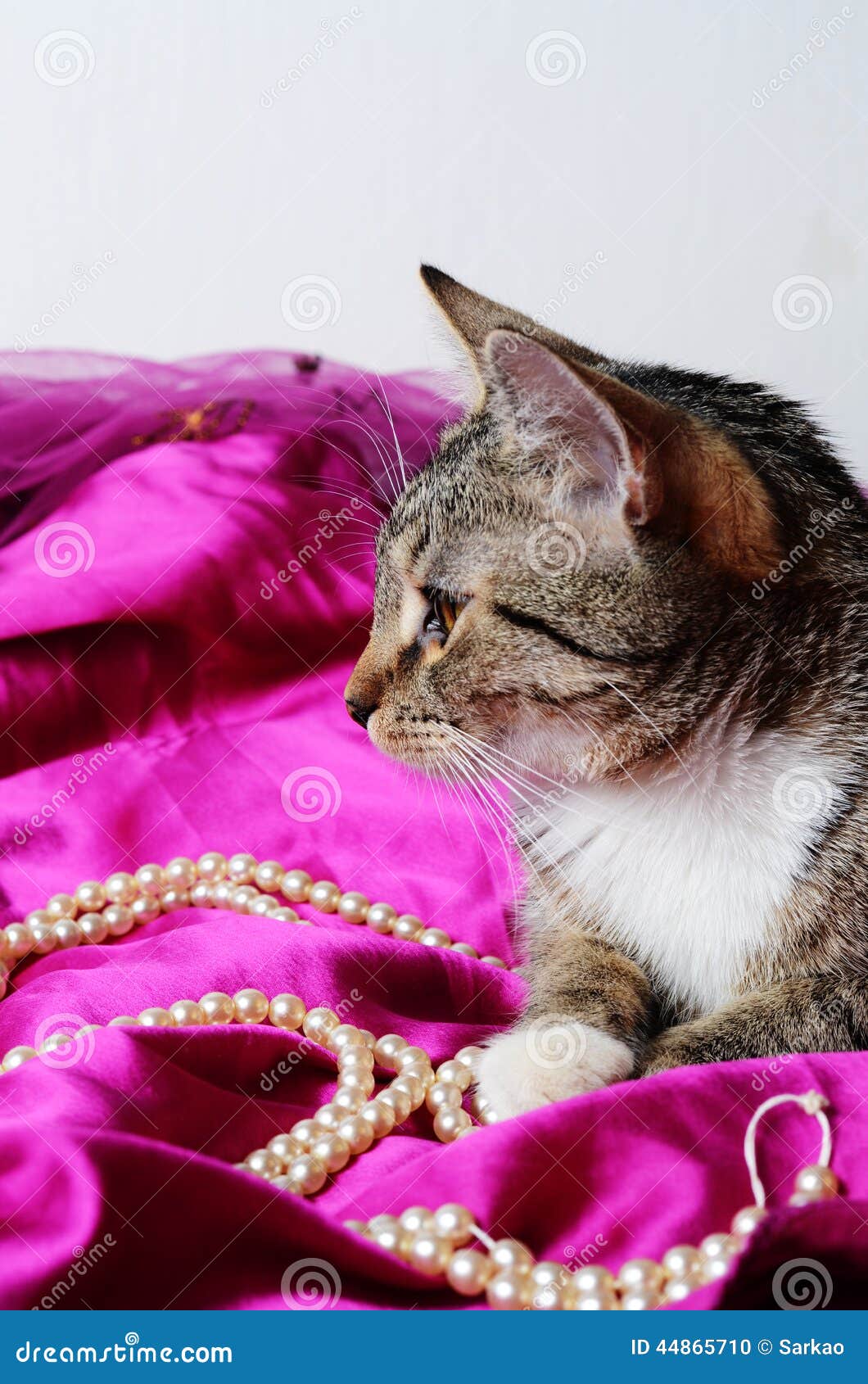 Romantic cat stock photo. Image of furry, swirl, jewelry - 44865710