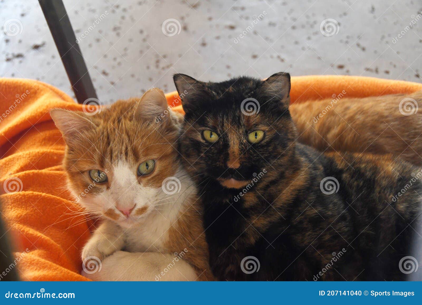Romantic cats stock photo. Image of couple, sensual - 207141040