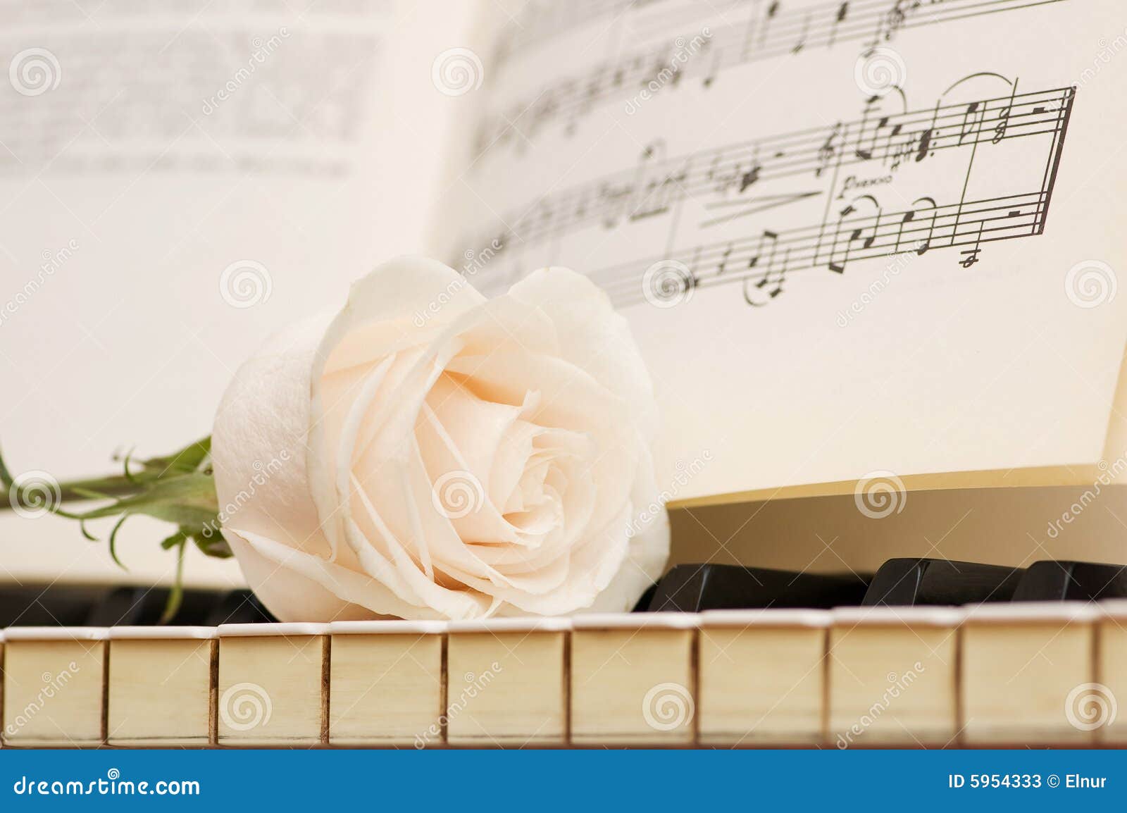 Romantic Concept - White Rose on Piano Keys Stock Image - Image of ...