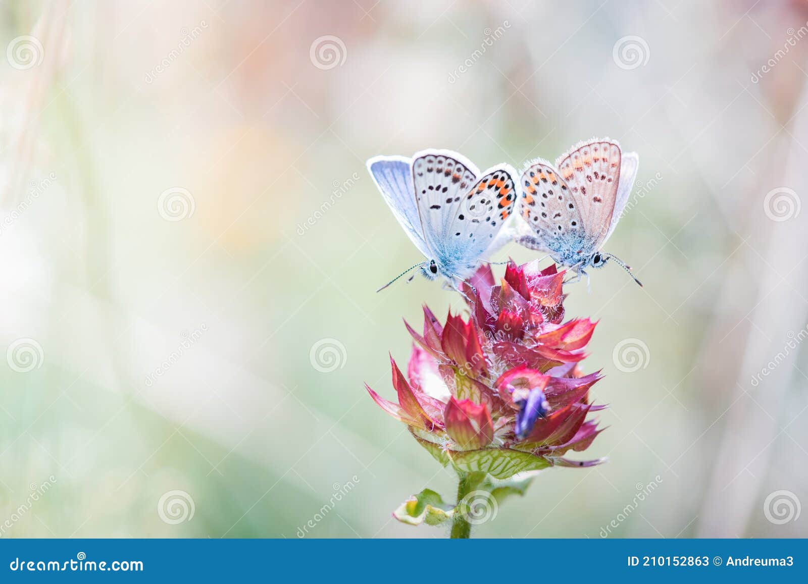 Romantic Butterflies On The Grass With Blurred Background Royalty-Free ...