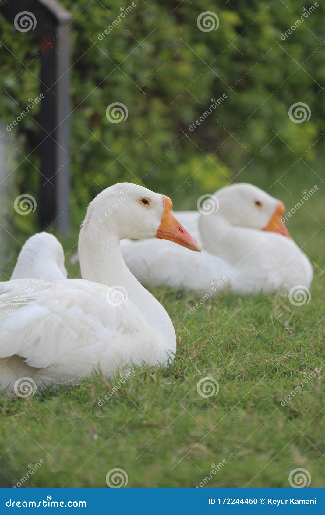 Romantic couple duck stock photo. Image of random, bird - 172244460