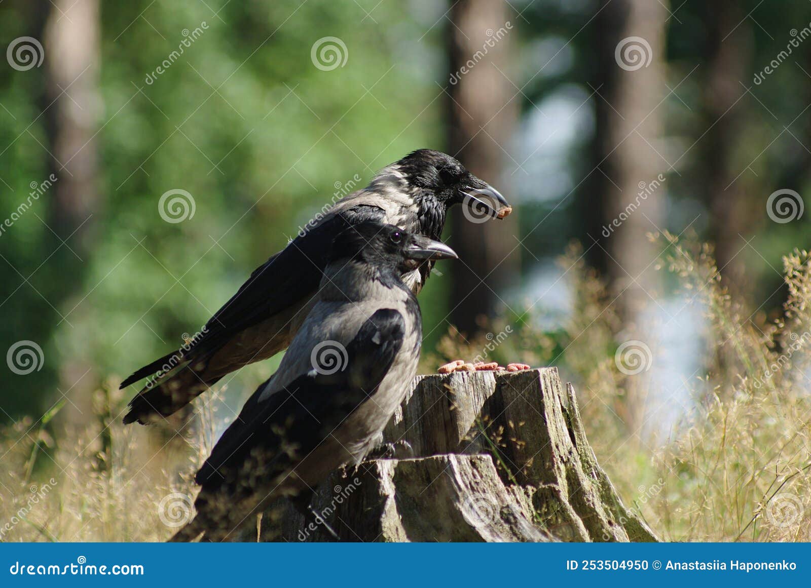 Romantic crow couple. stock photo. Image of flower, plant - 253504950
