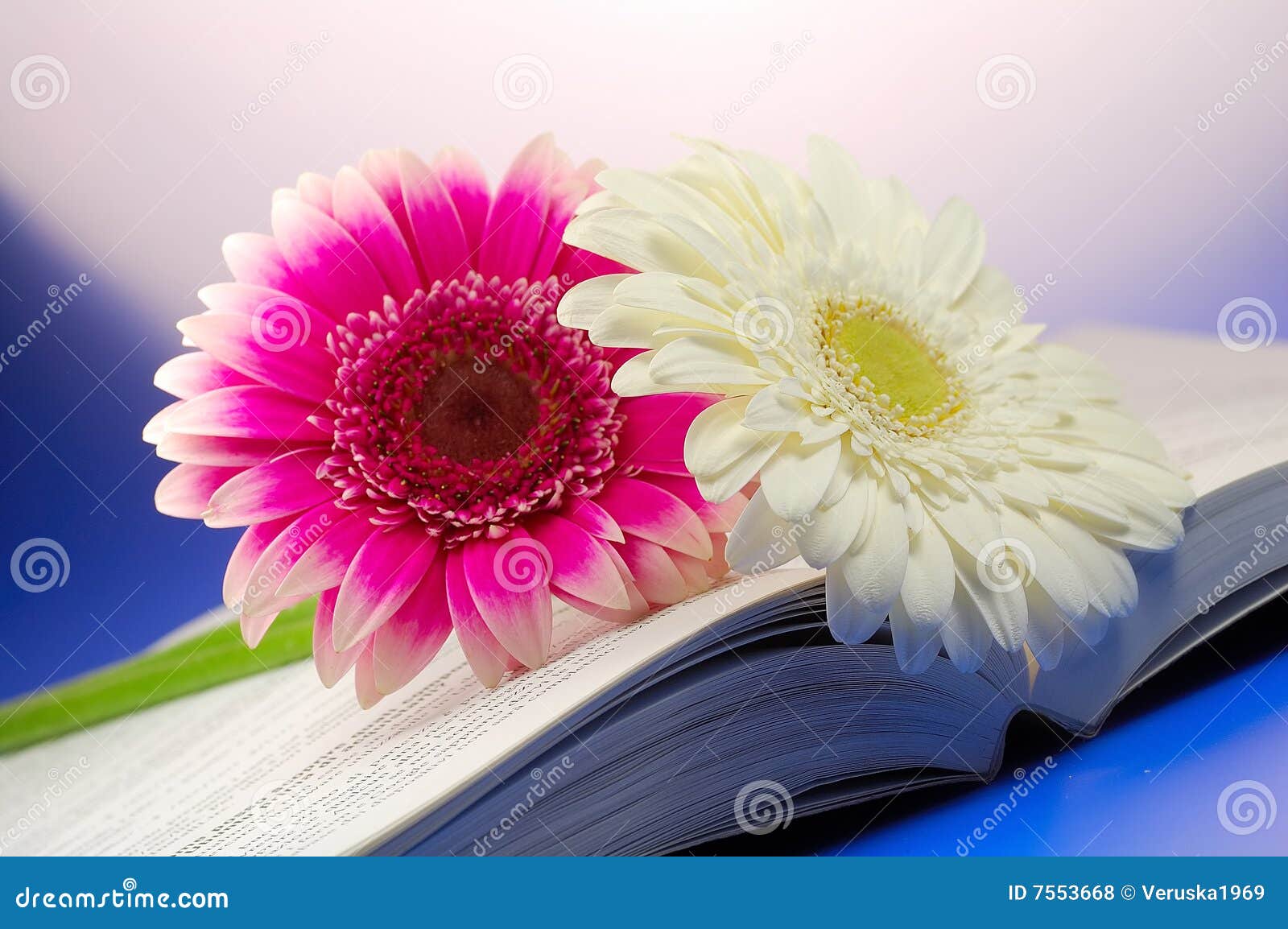 1,001 Daisy Diary Photos - Free & Royalty-Free Stock Photos from Dreamstime