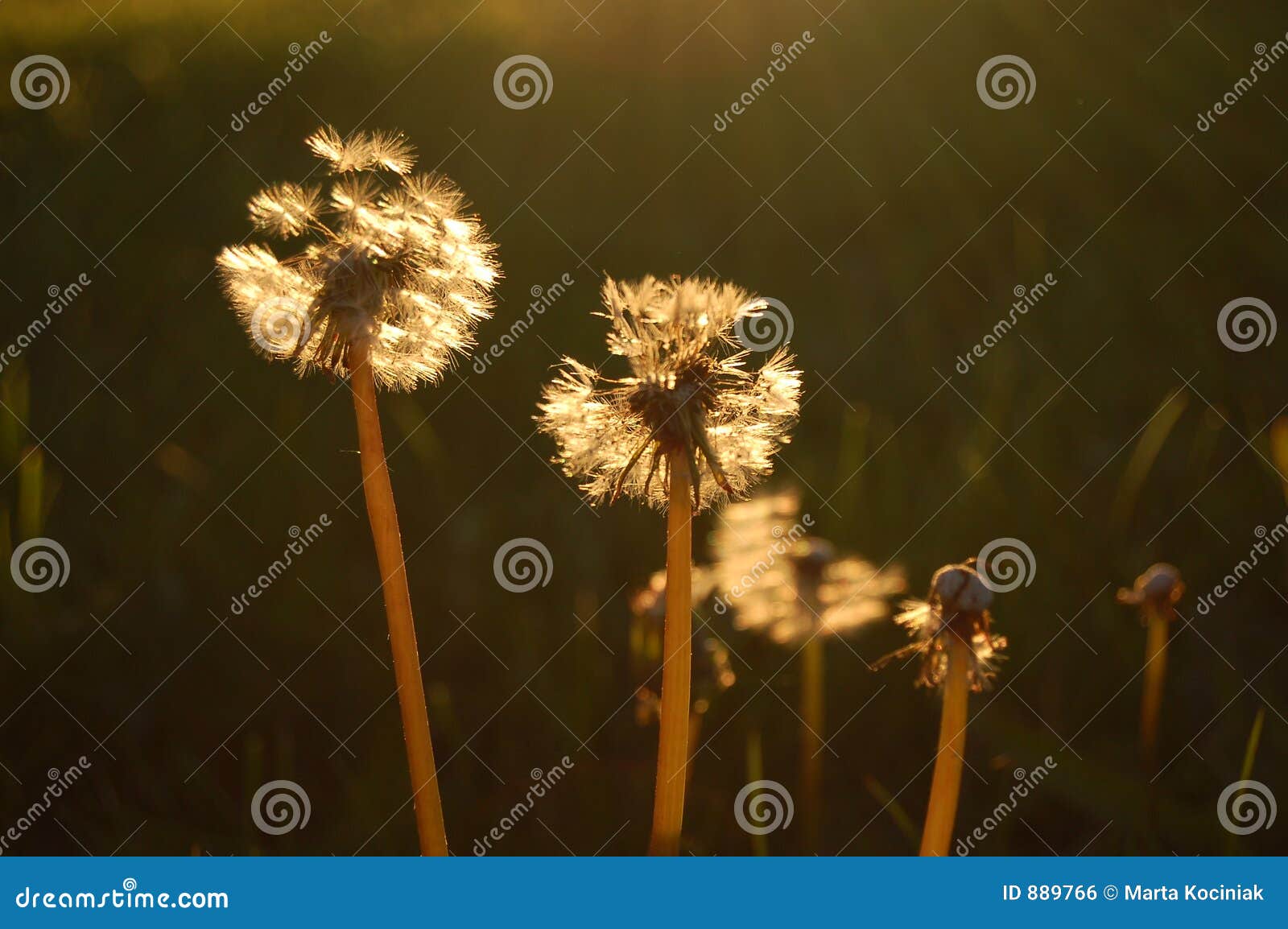 650 Dandelions Transparent Background Stock Photos - Free & Royalty ...