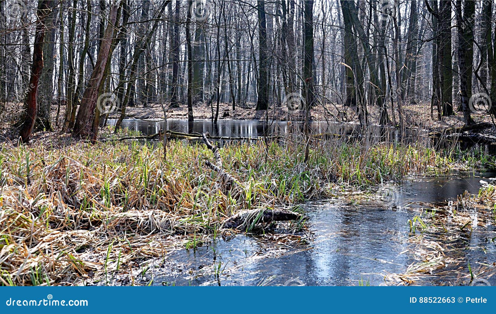 Floodplain Forests and Nature in the Spring Stock Image - Image of ...
