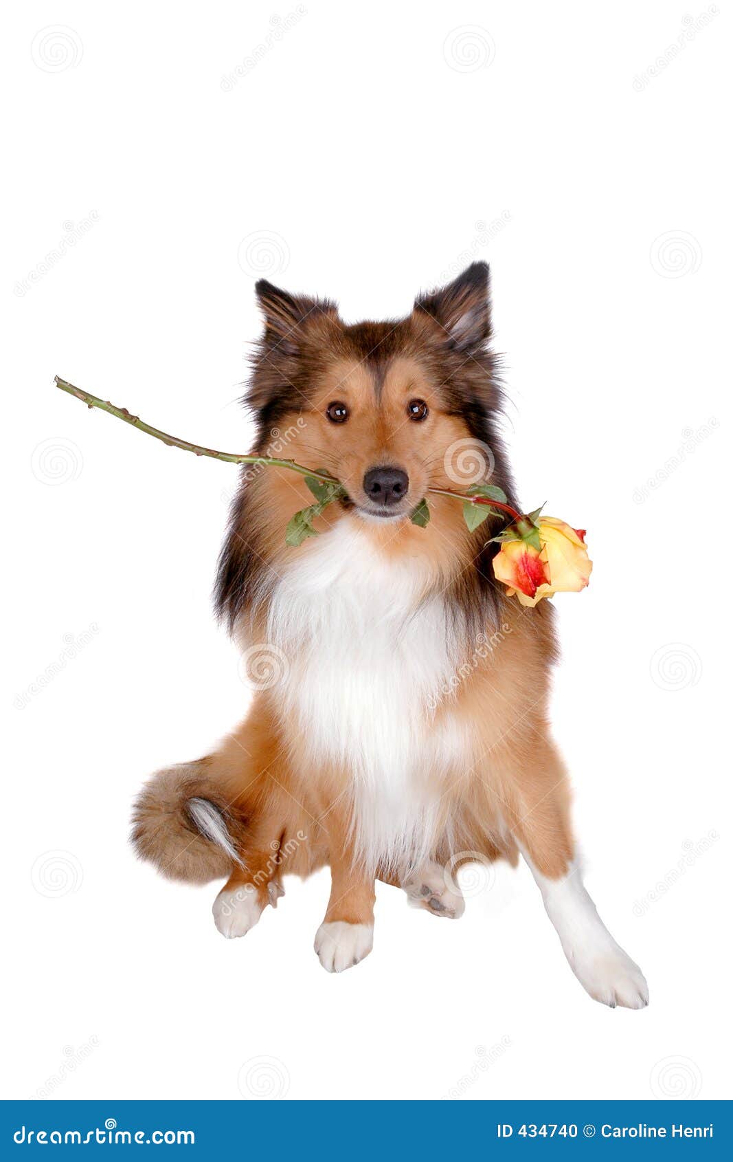 Romantic dog 4 stock photo. Image of lover, collie, shetlands - 434740