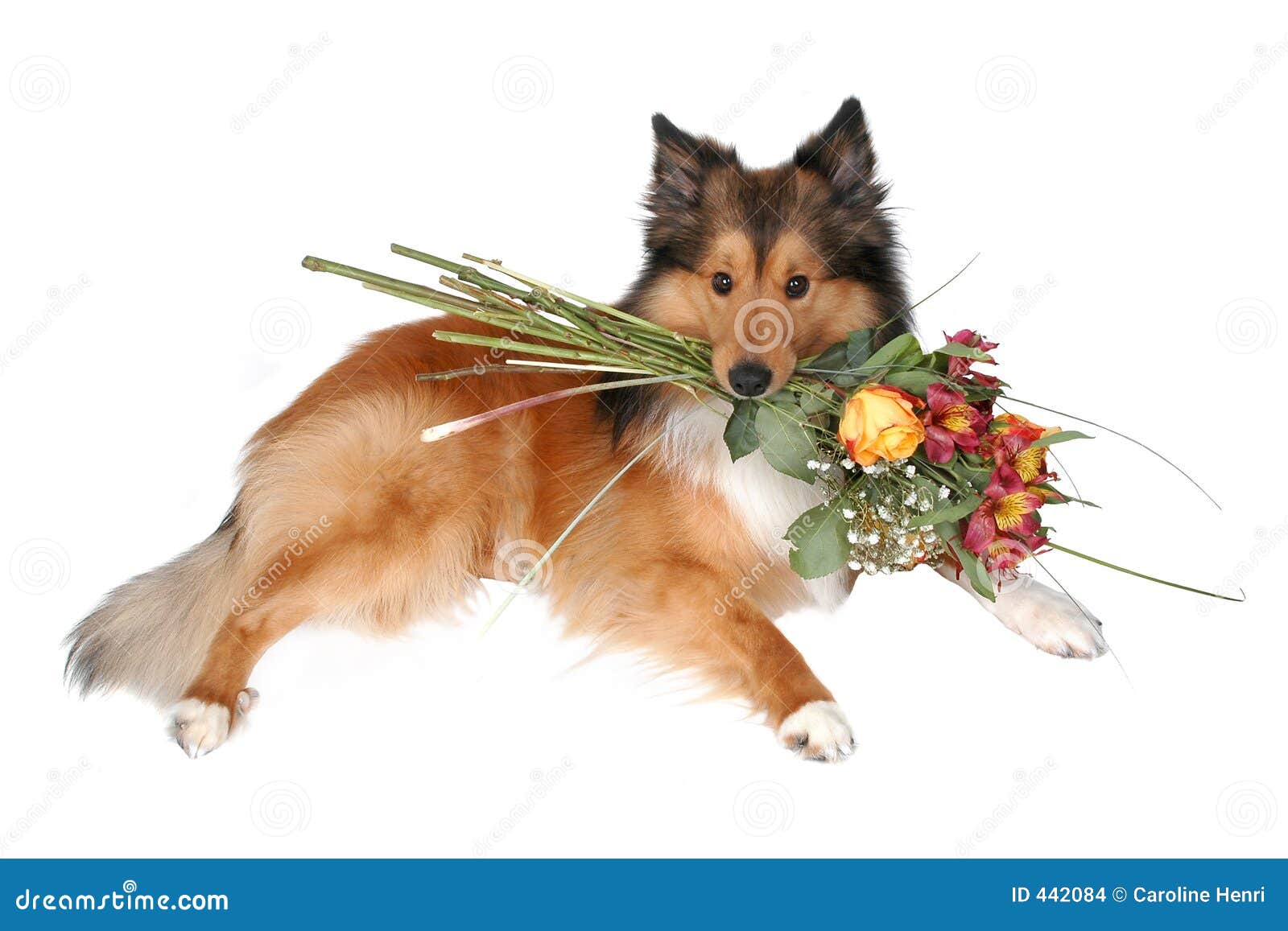 Romantic dog 7 stock photo. Image of flower, collie, hearts - 442084