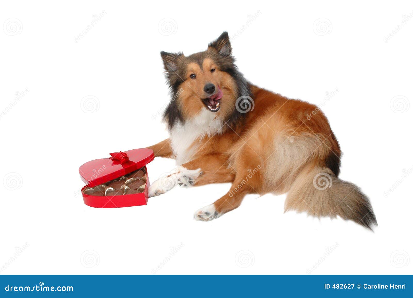 Romantic dog 9 stock image. Image of couple, snow, couples - 482627