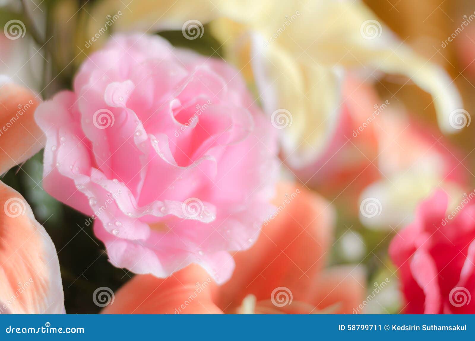 Romantic Dreamy and Soft Focus of Rose Flower Stock Image - Image of ...